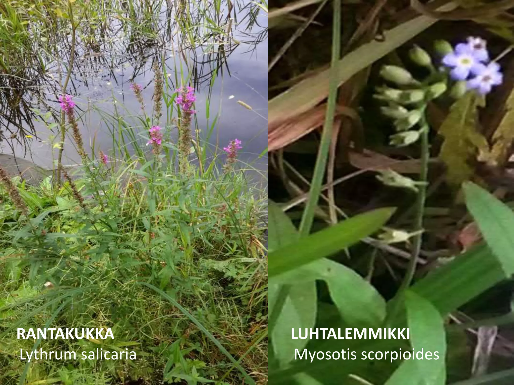 Water habitat - flora and fauna | PPTX