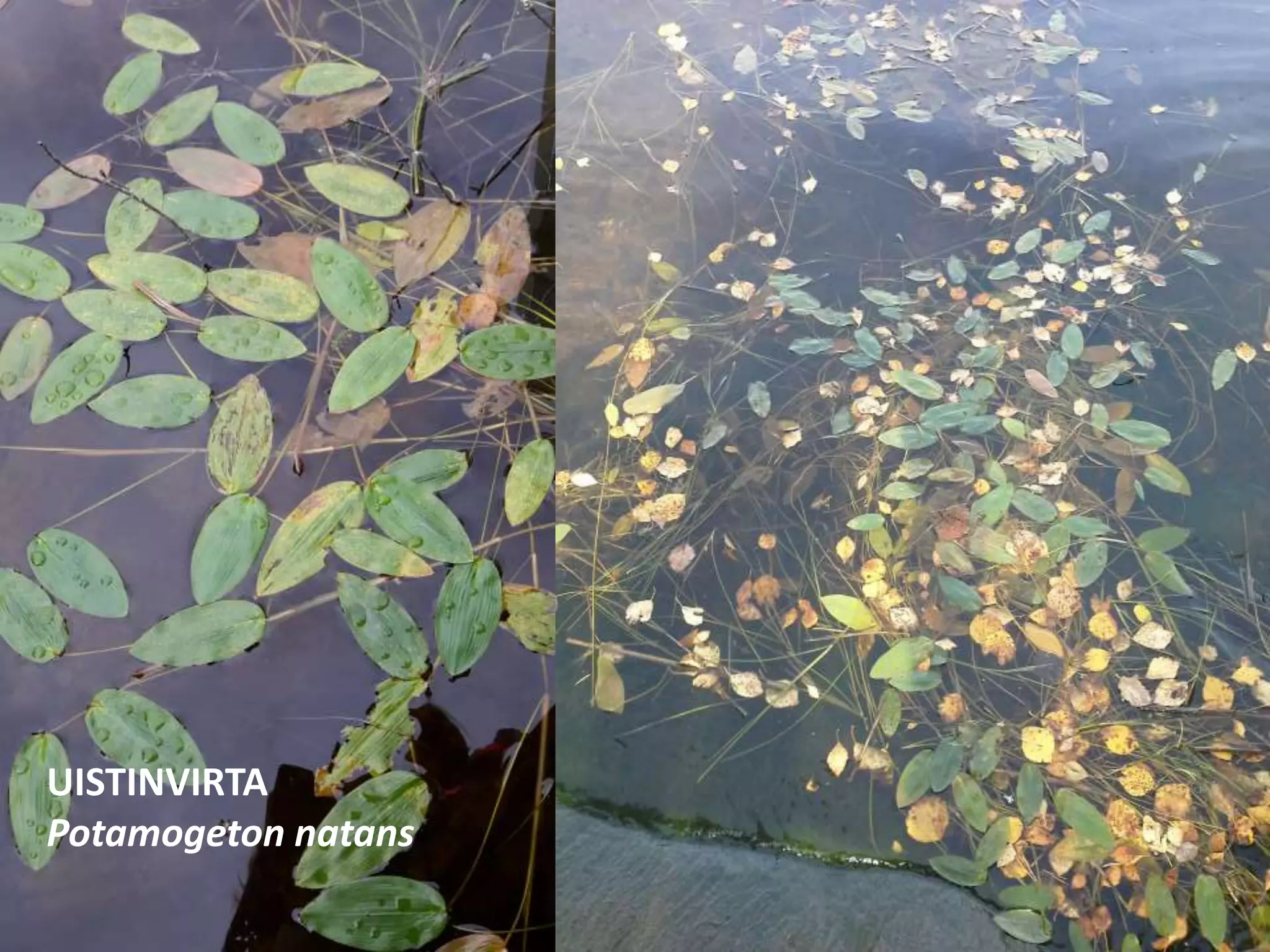 Water habitat - flora and fauna | PPTX