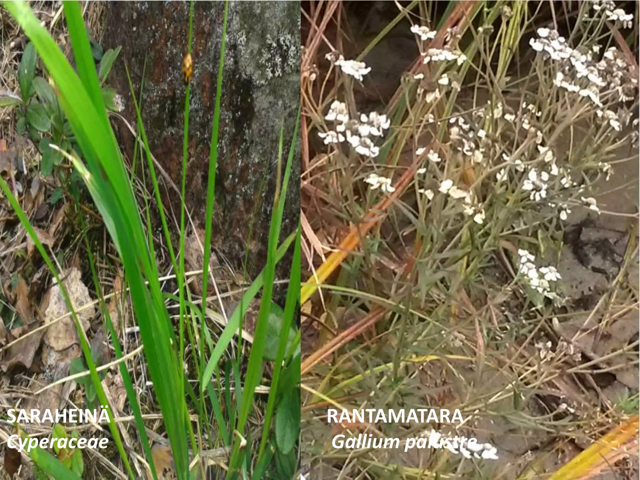 Water habitat - flora and fauna | PPTX