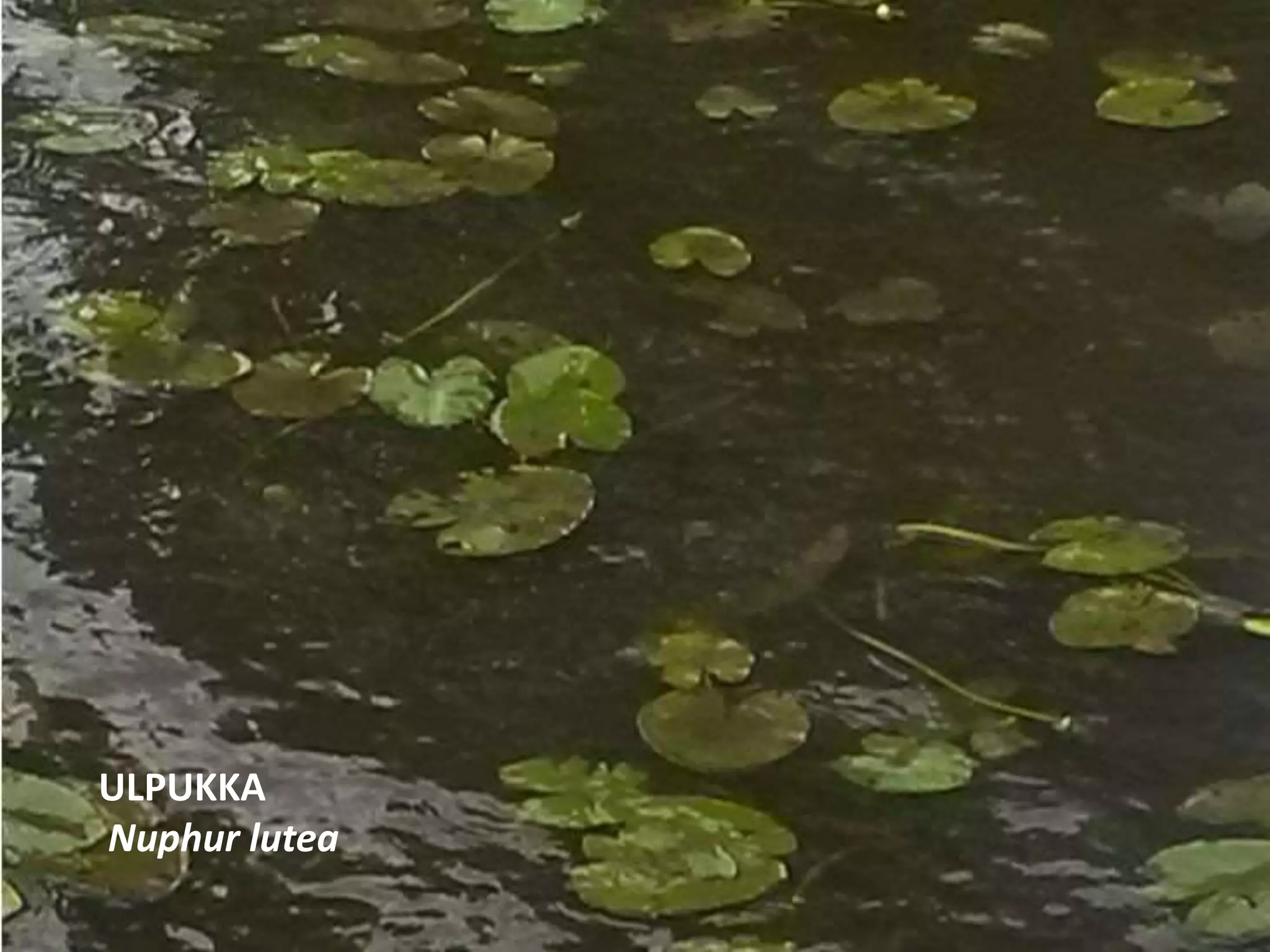 Water habitat - flora and fauna | PPTX
