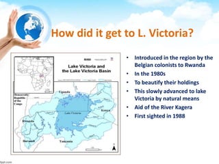 Lake victoria, Confronting The Water Hyacinth | PPTX