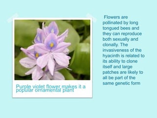 Water hyacinth | PPTX