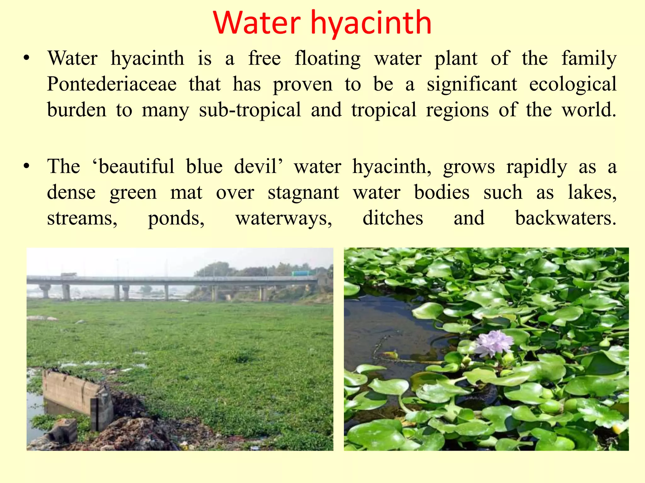 Water hyacinth.pptx