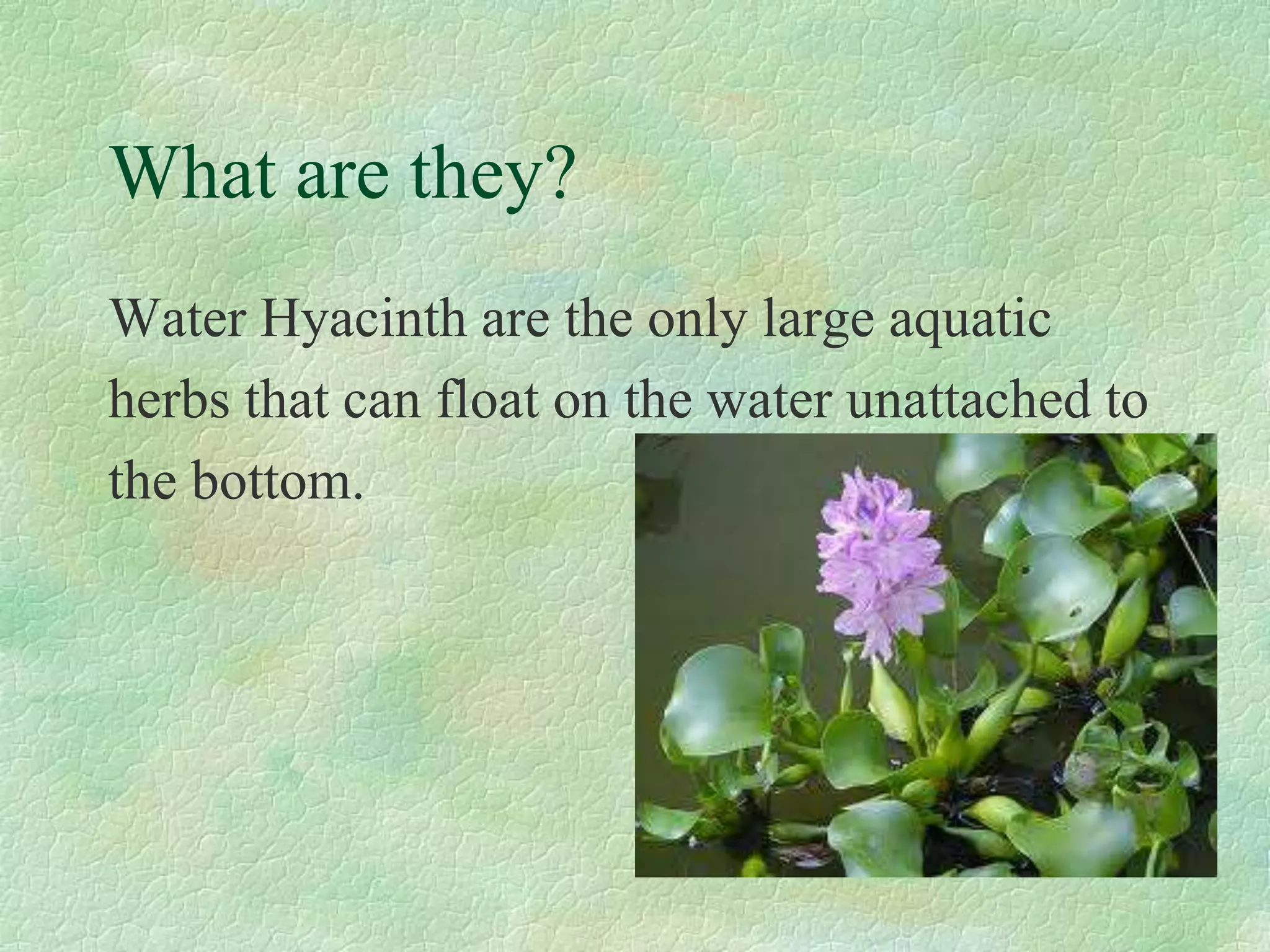 Water hyacinth Facts | PPT