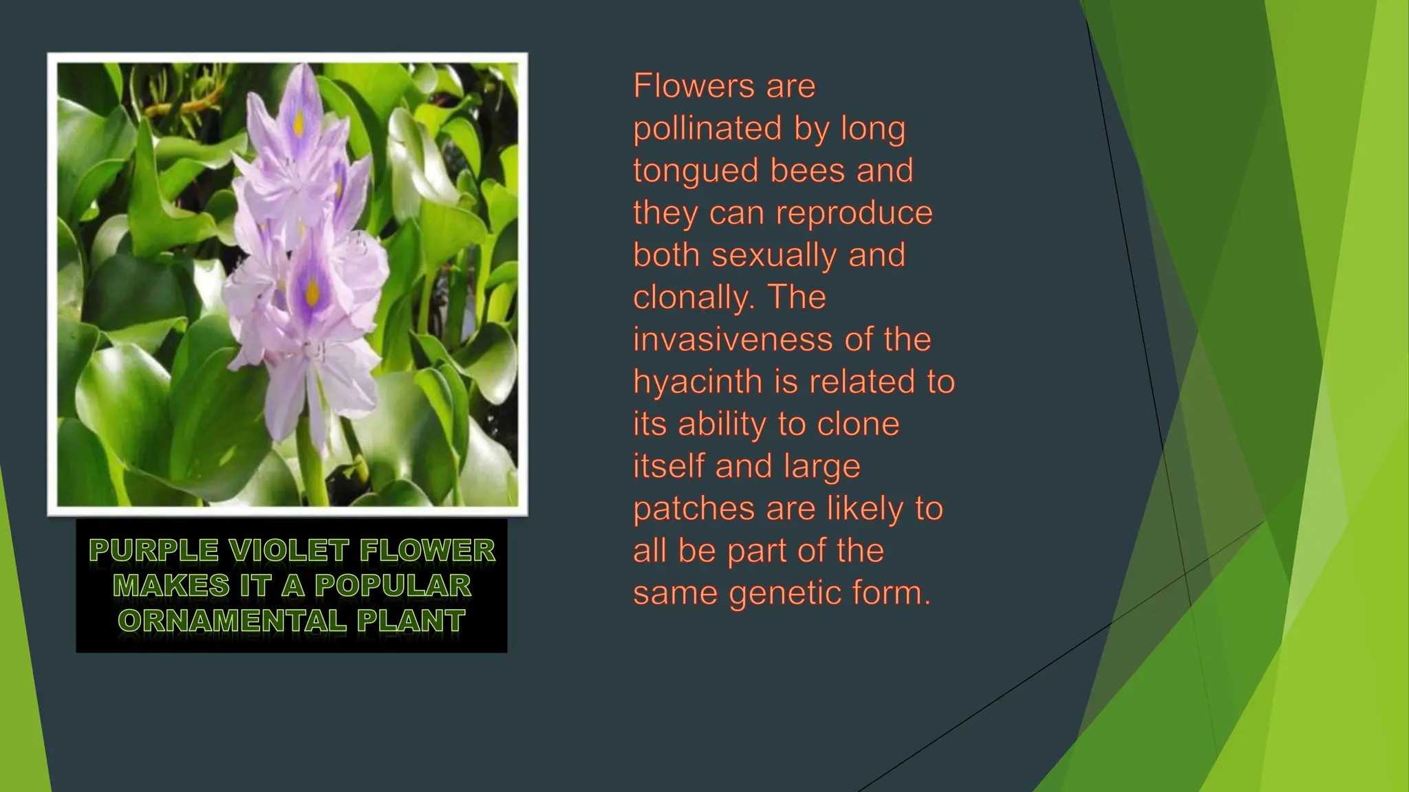 WATER HYACINTH PPT includes the process of preparation of leather | PPTX