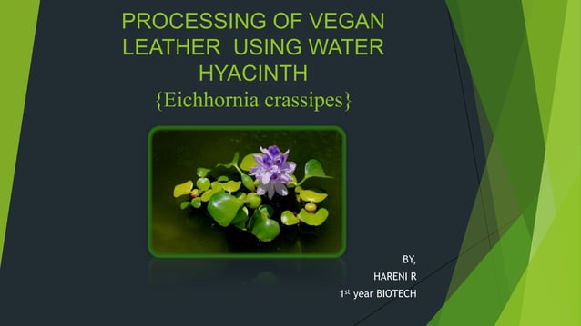 WATER HYACINTH PPT includes the process of preparation of leather ...