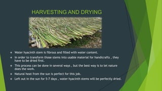 WATER HYACINTH PPT includes the process of preparation of leather | PPTX