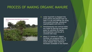 WATER HYACINTH PPT includes the process of preparation of leather | PPTX