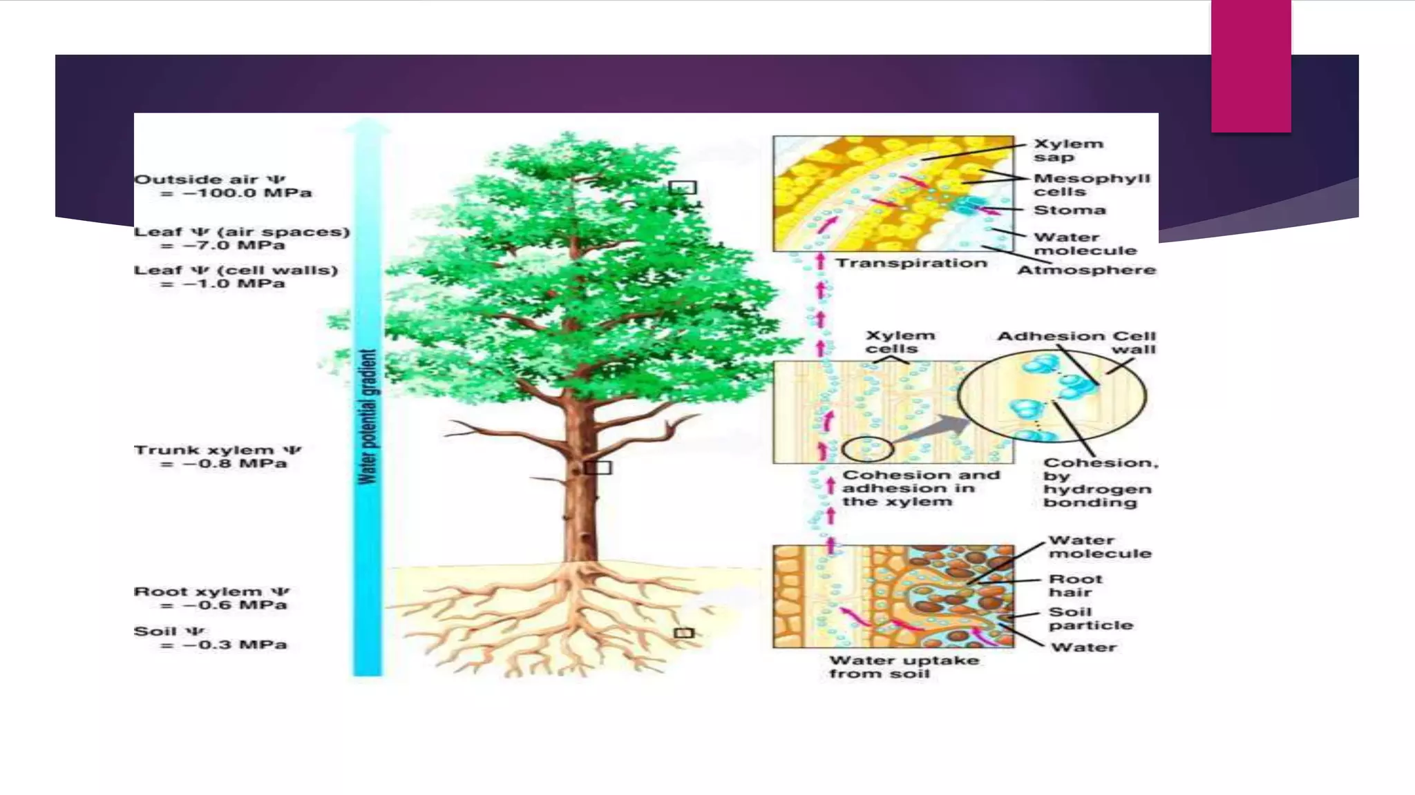 Water in soil plant atmospheric continuum(spac) | PPTX
