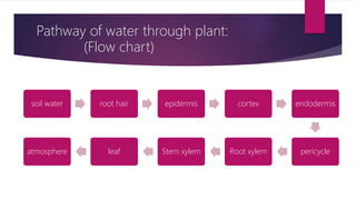 Water in soil plant atmospheric continuum(spac) | PPTX