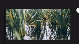 Water logging and its effect and control measures | PPTX