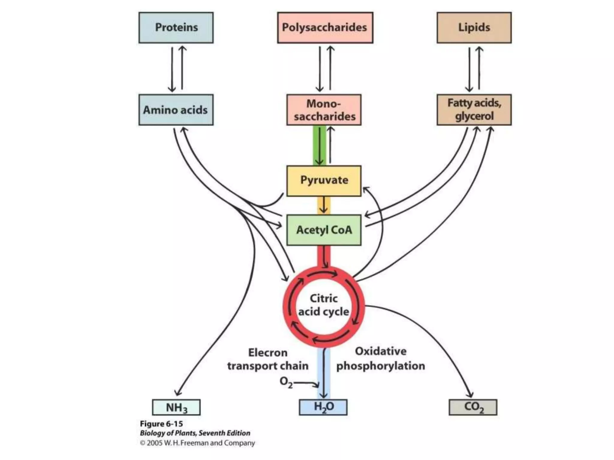WATERLOGGING important slides.pptx
