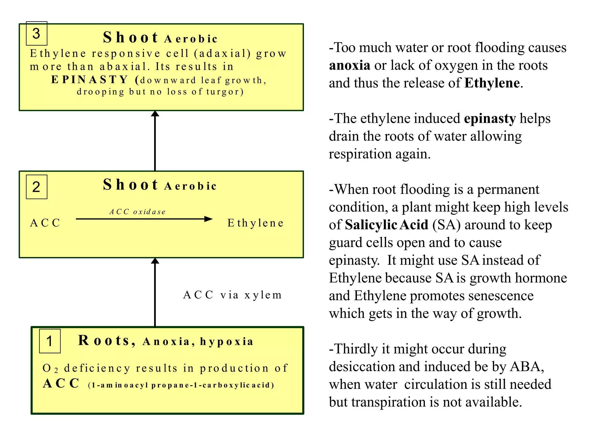 WATERLOGGING important slides.pptx