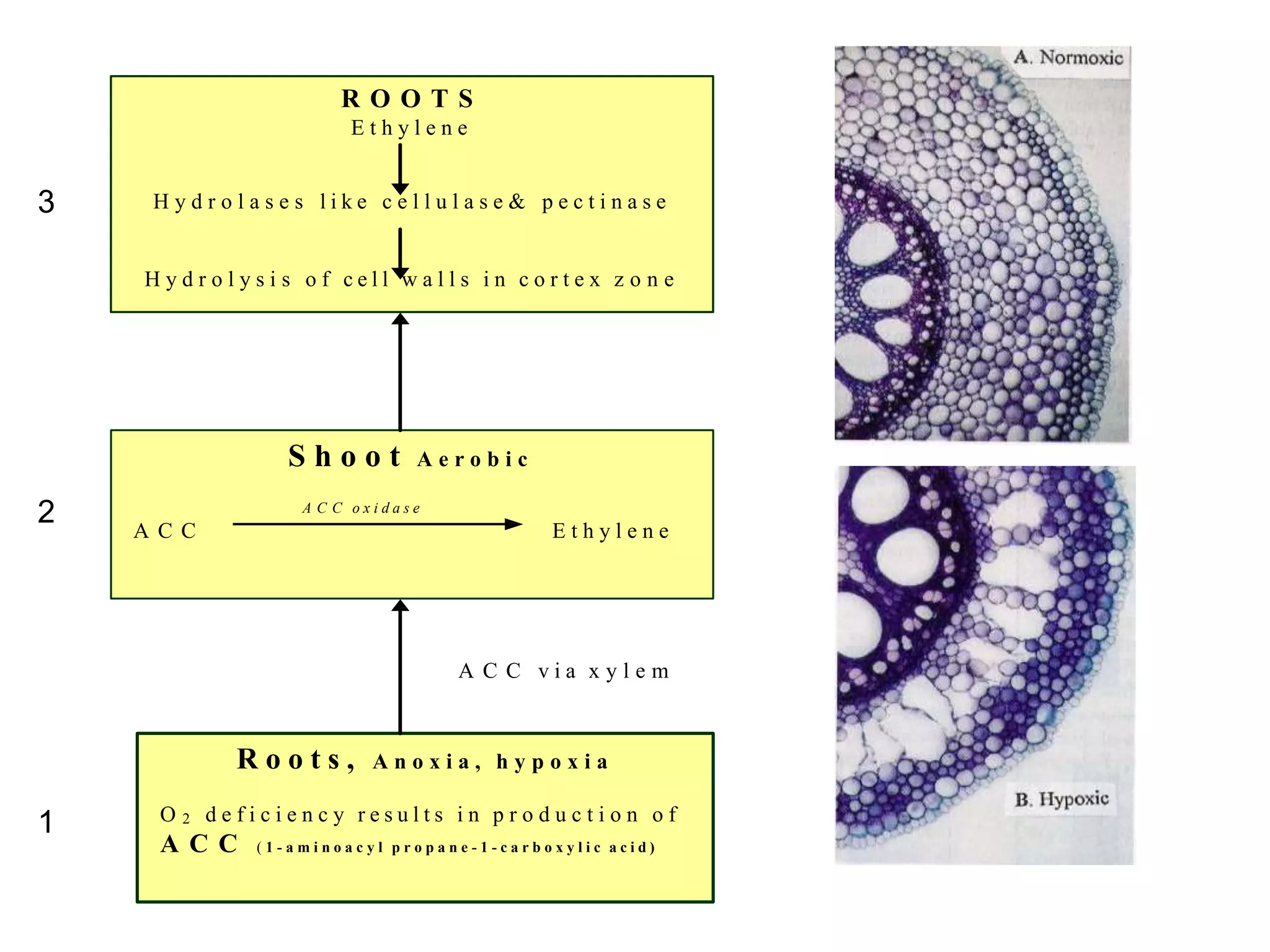 WATERLOGGING important slides.pptx