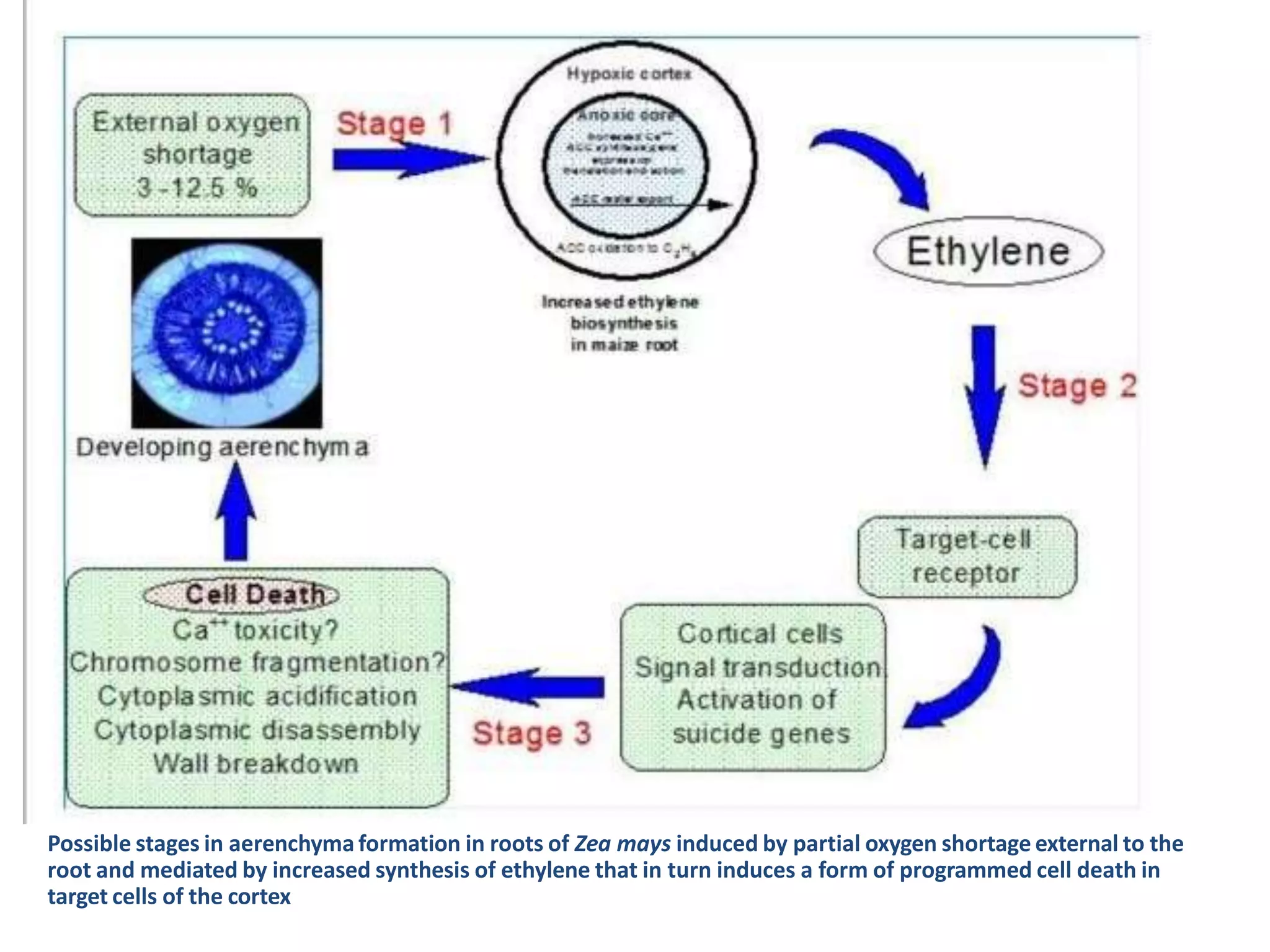 WATERLOGGING important slides.pptx
