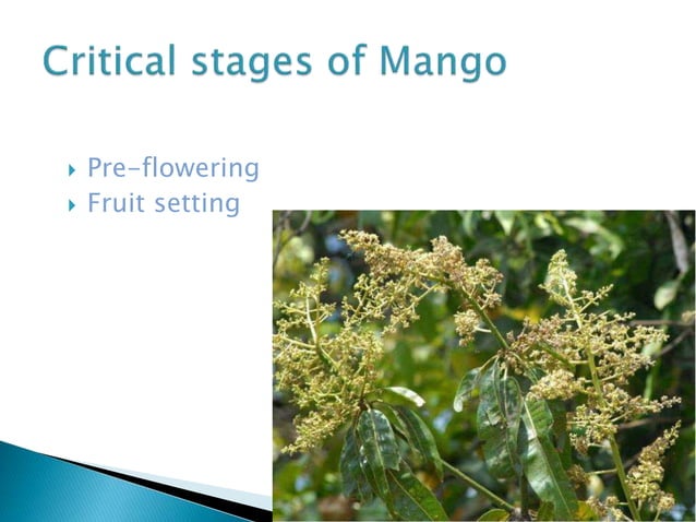 Water management in mango | PPTX | Agriculture | Industries