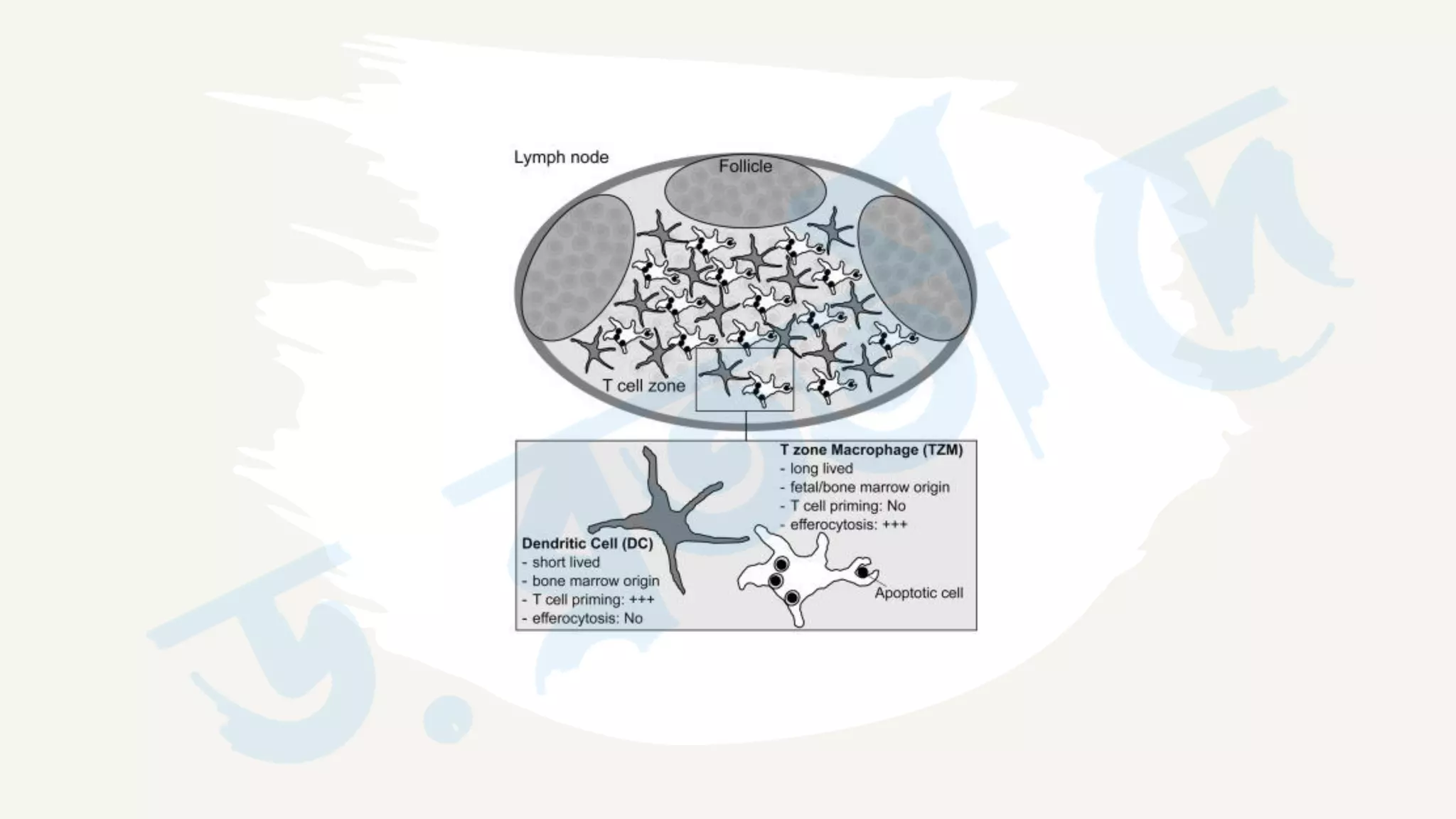 DIFFERENTIAL DIAGNOSIS OF LYMPHADENOPATHY | PDF
