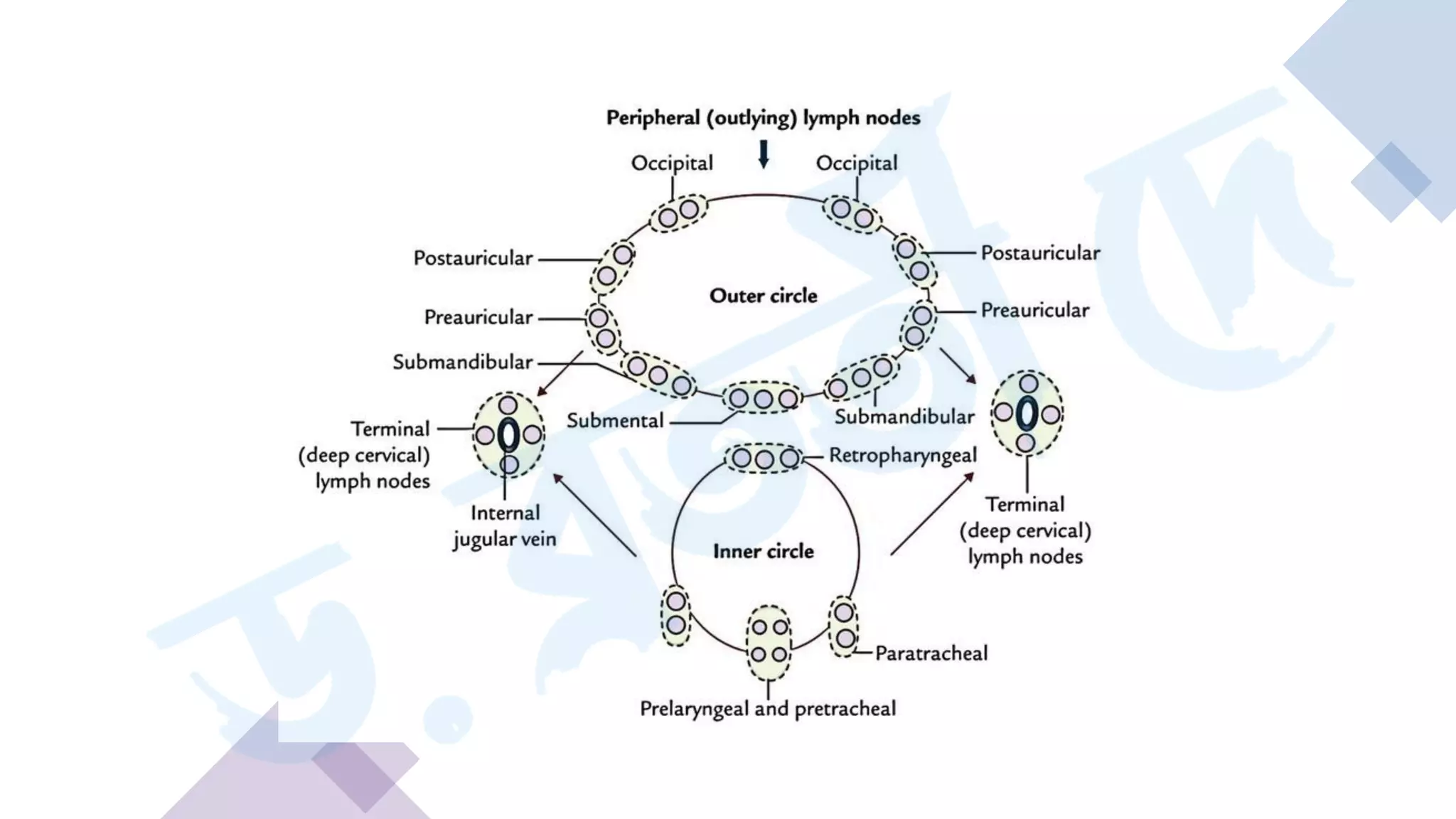 DIFFERENTIAL DIAGNOSIS OF LYMPHADENOPATHY | PDF