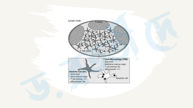 DIFFERENTIAL DIAGNOSIS OF LYMPHADENOPATHY | PDF