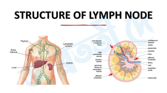 DIFFERENTIAL DIAGNOSIS OF LYMPHADENOPATHY | PDF