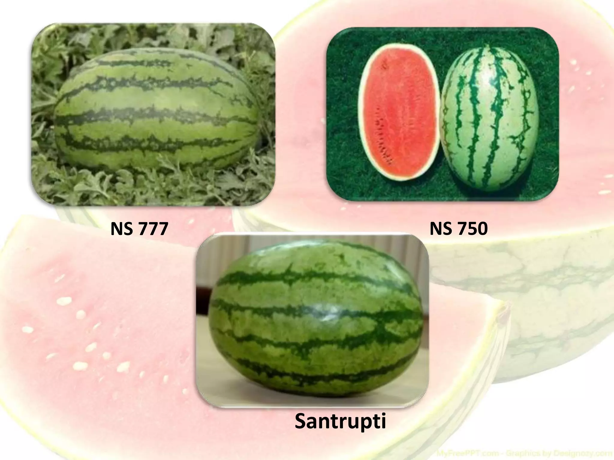 Watermelon | PPTX