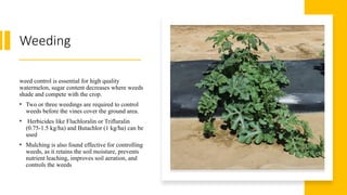 Watermelon (Citrullus lanatus) crop production technology.pptx
