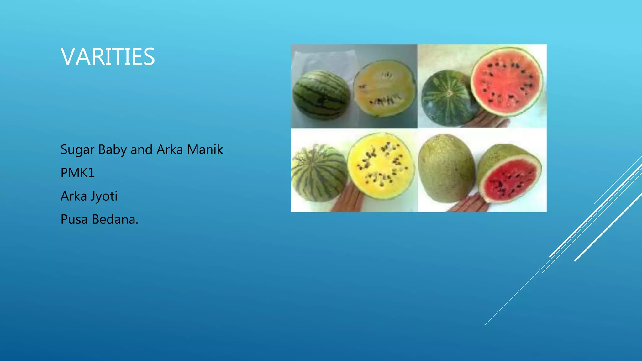 Watermelon assignment | PPTX