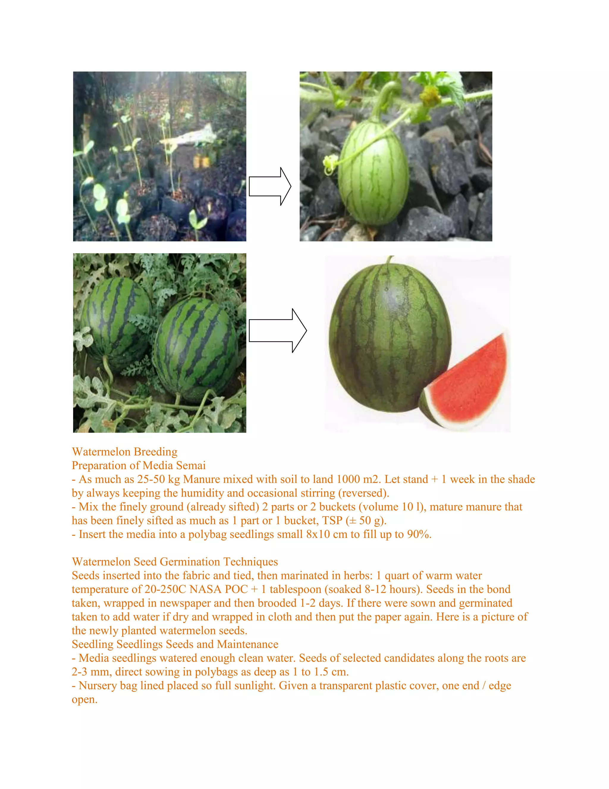Watermelon breeding | DOCX