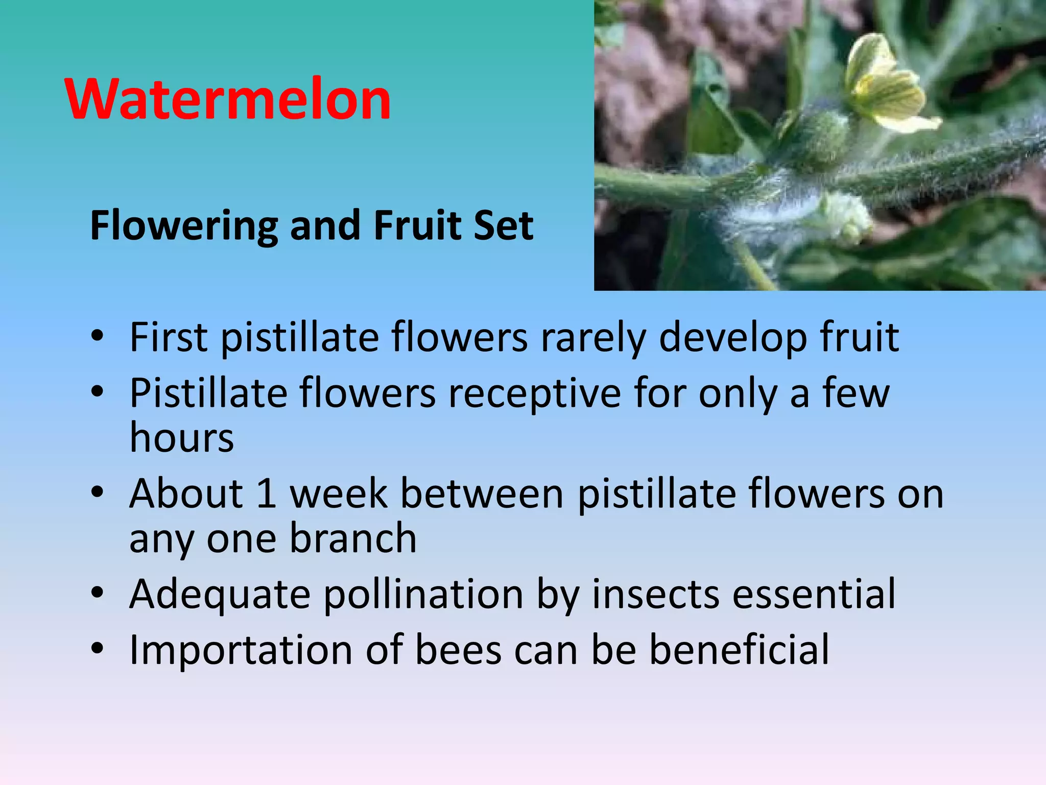Watermelon breeding | PDF