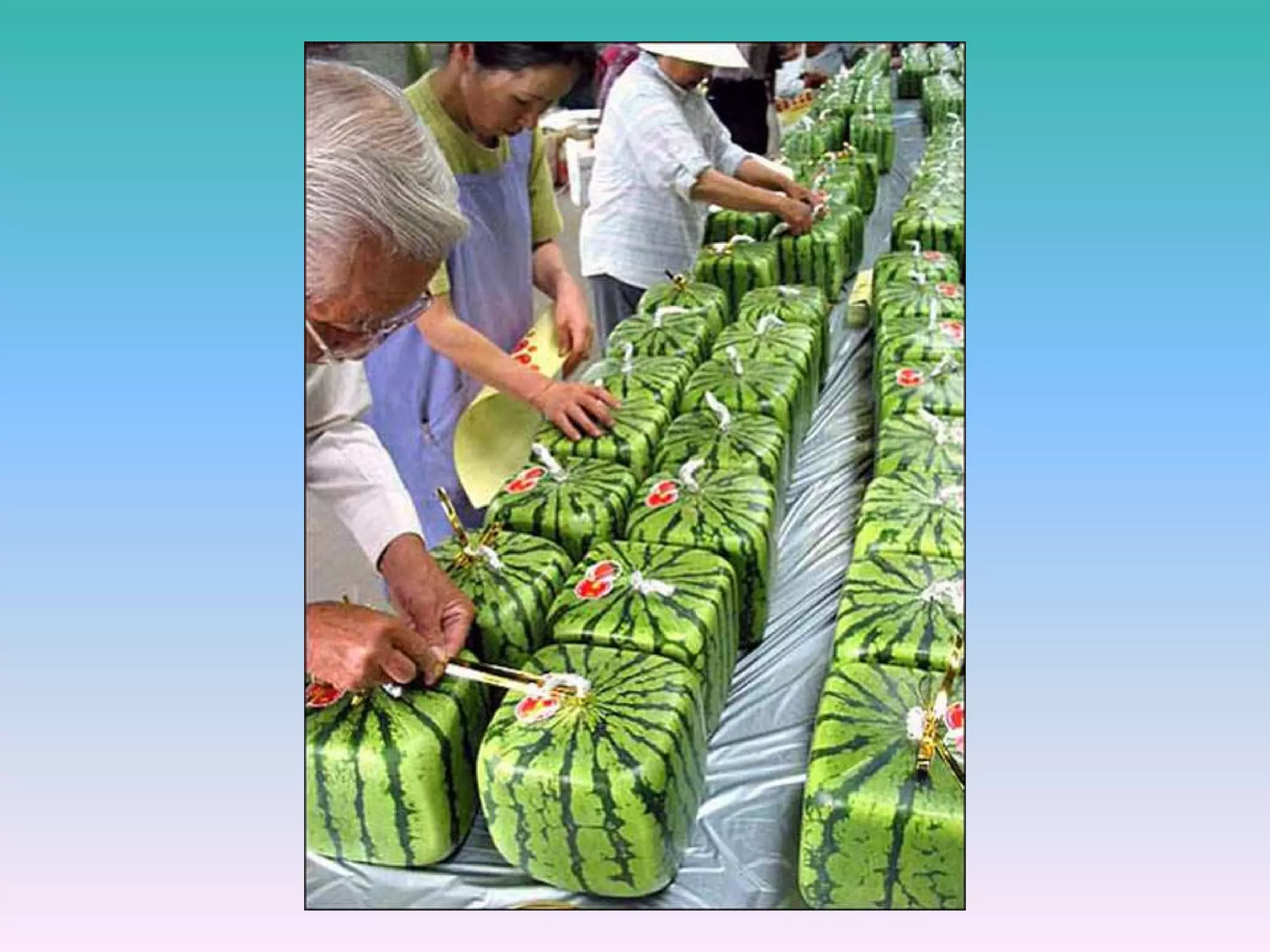 Watermelon breeding | PDF