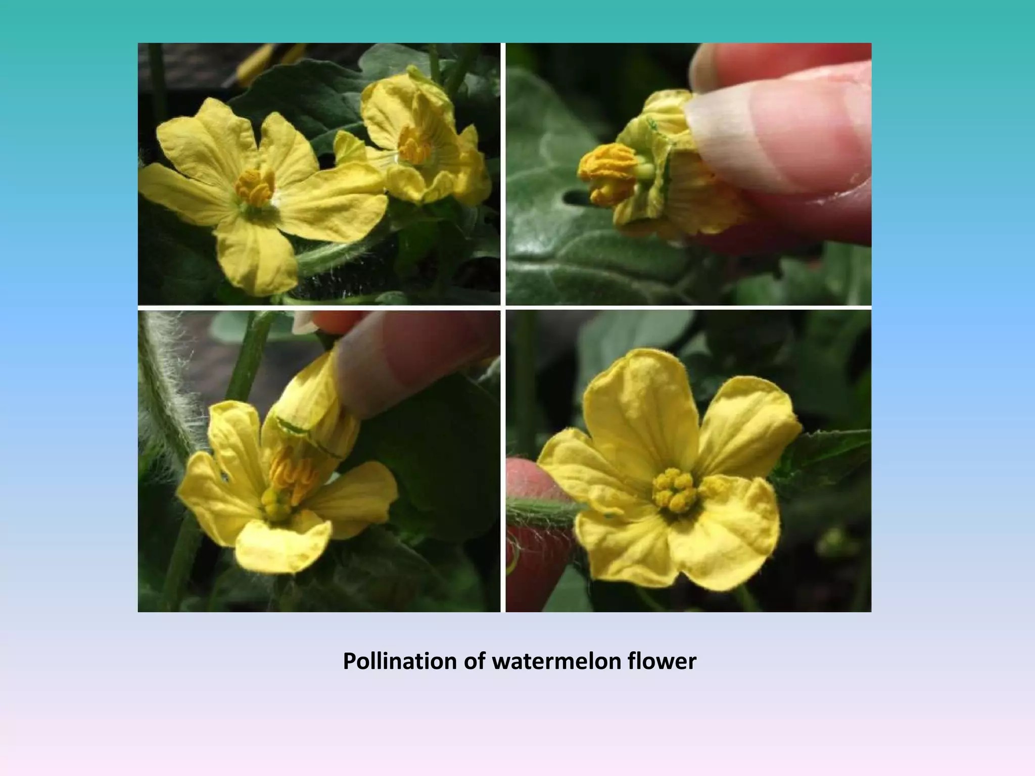 Watermelon breeding | PDF