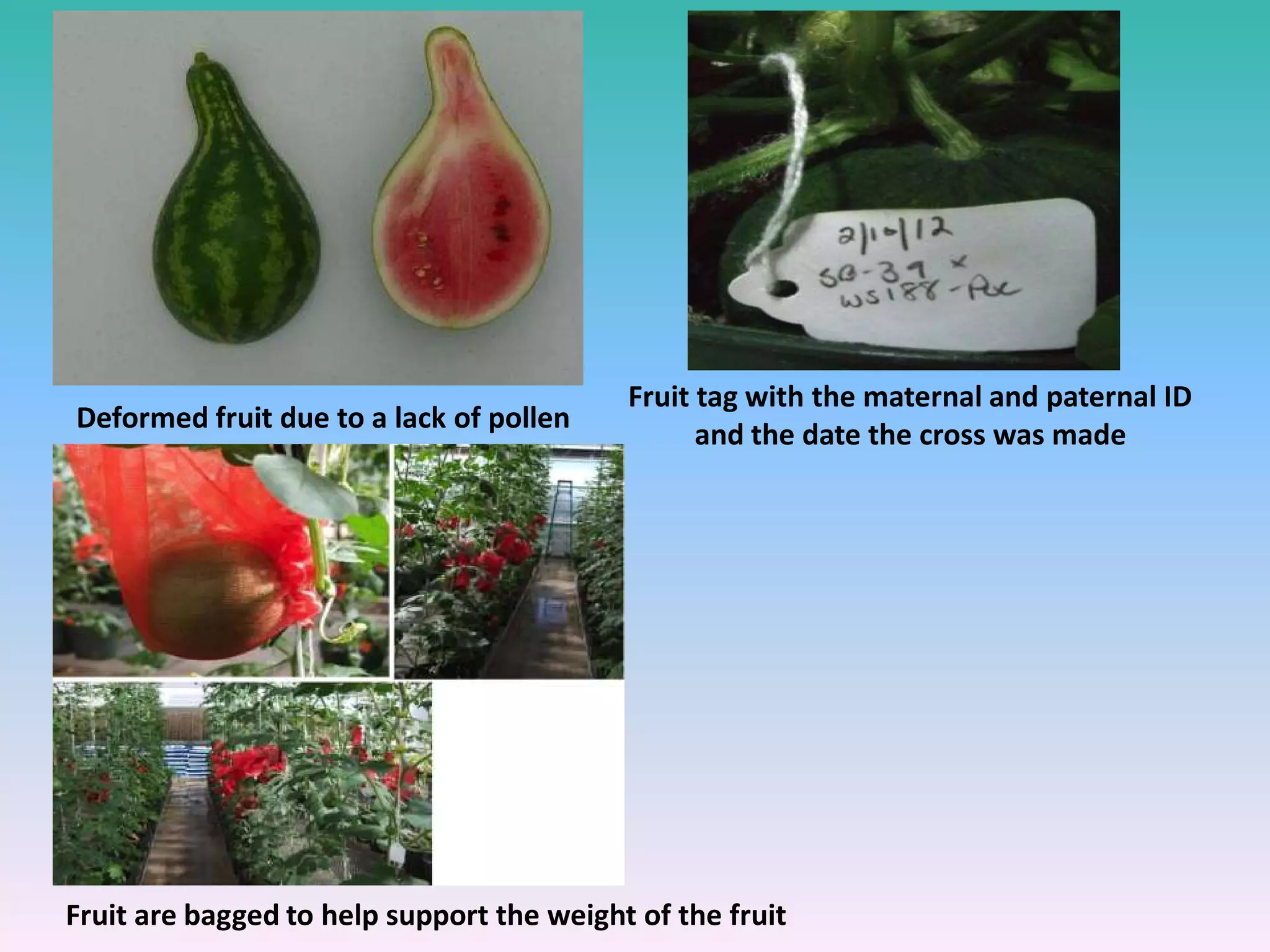 Watermelon breeding | PDF