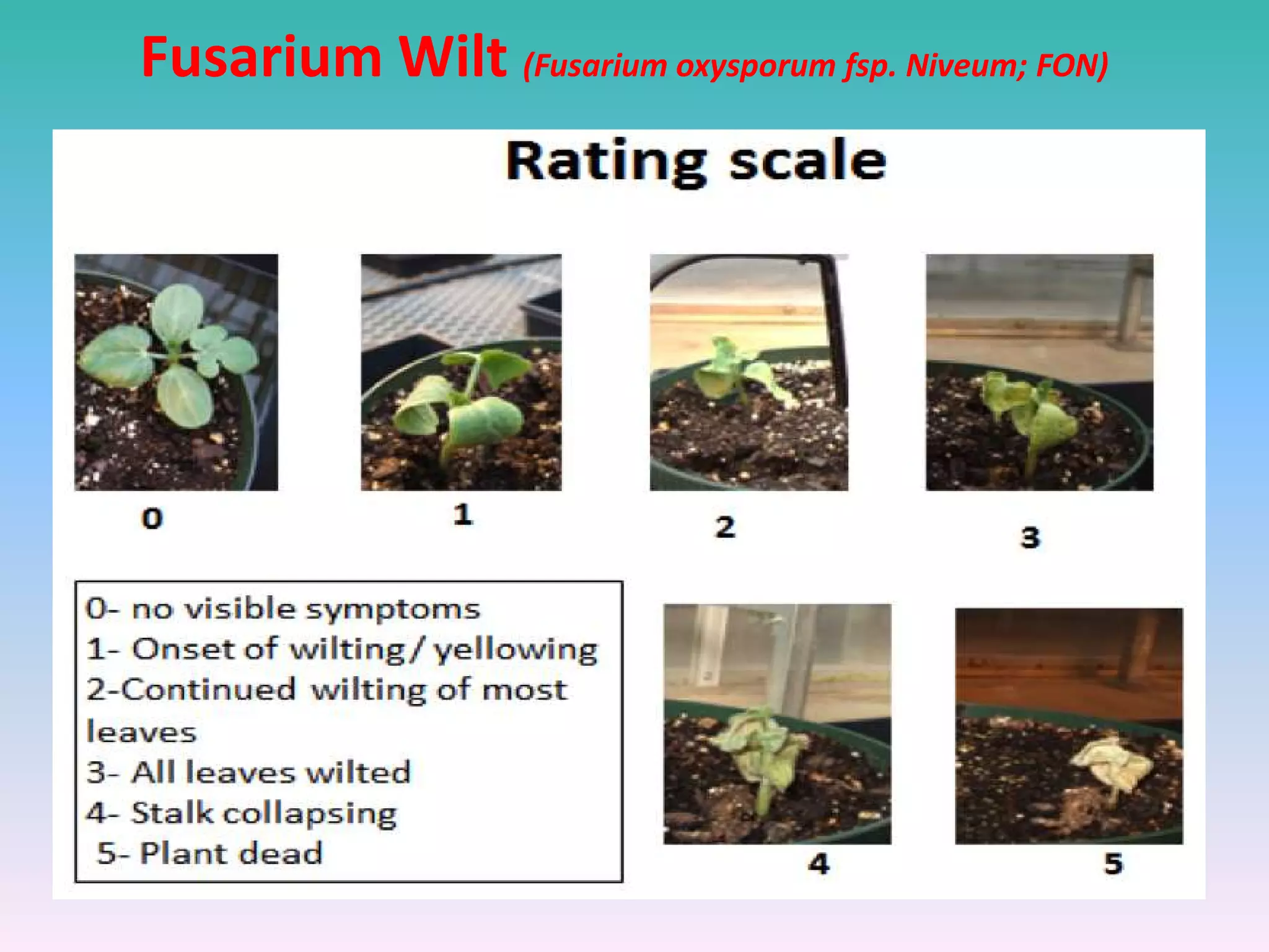 Watermelon breeding | PDF