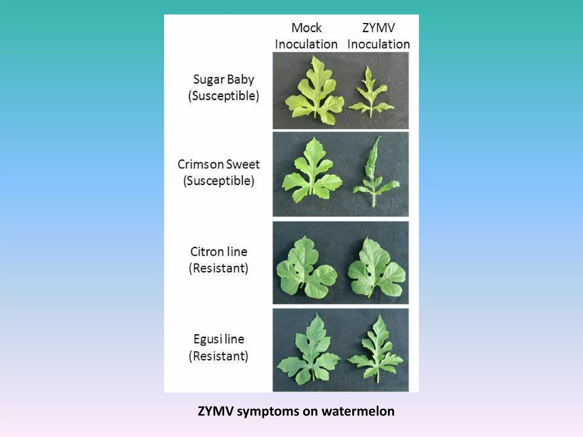 Watermelon breeding | PDF