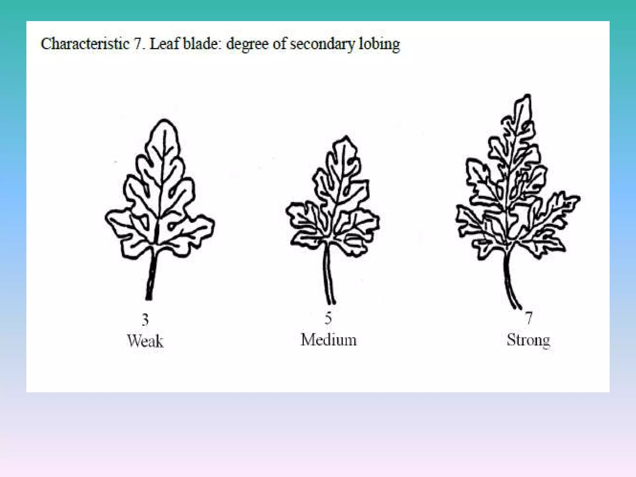 Watermelon breeding | PDF