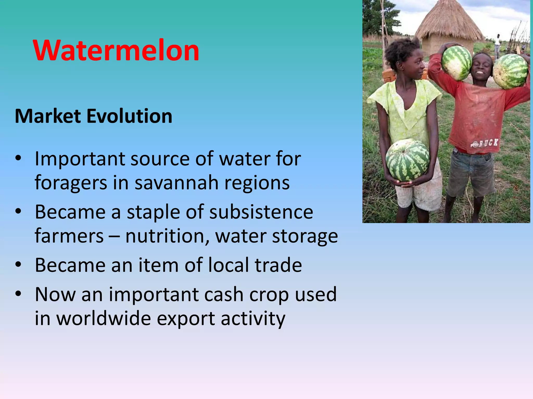 Watermelon breeding | PDF