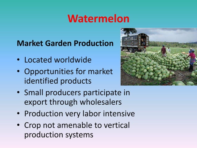 Watermelon breeding | PDF | Agriculture | Industries