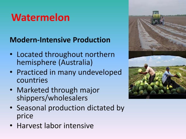 Watermelon breeding | PDF | Agriculture | Industries