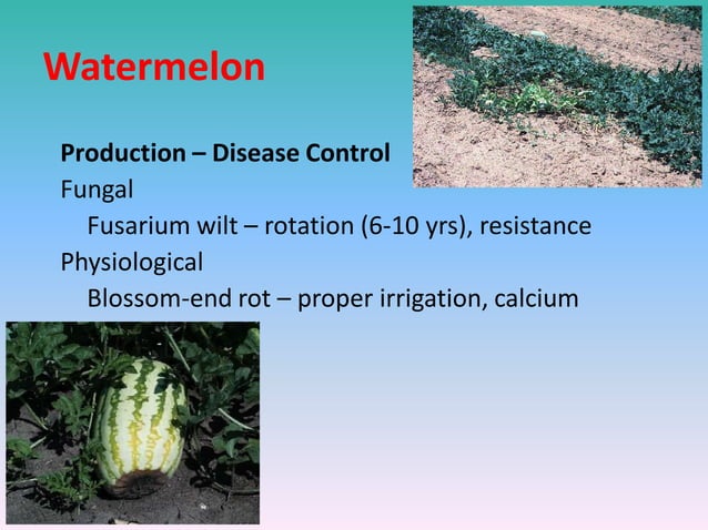 Watermelon breeding | PDF | Agriculture | Industries
