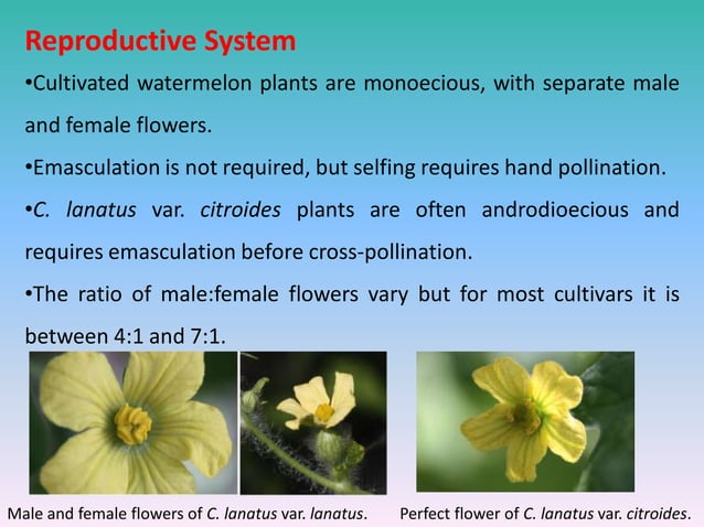Watermelon breeding | PDF | Agriculture | Industries