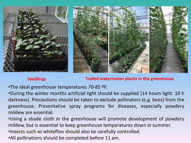 Watermelon breeding | PDF | Agriculture | Industries