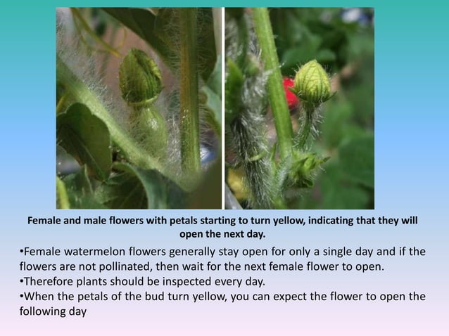 Watermelon breeding | PDF | Agriculture | Industries