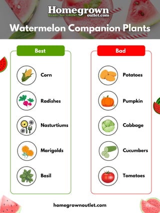 Watermelon Companion Plants - Homegrown Outlet | PDF