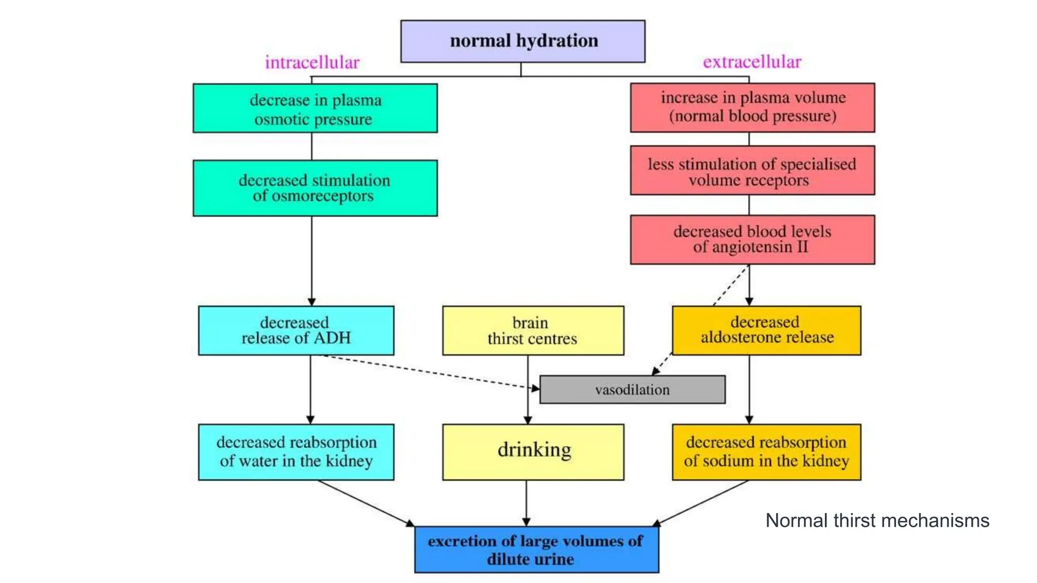 Water metabolism power point presentation details.pptx