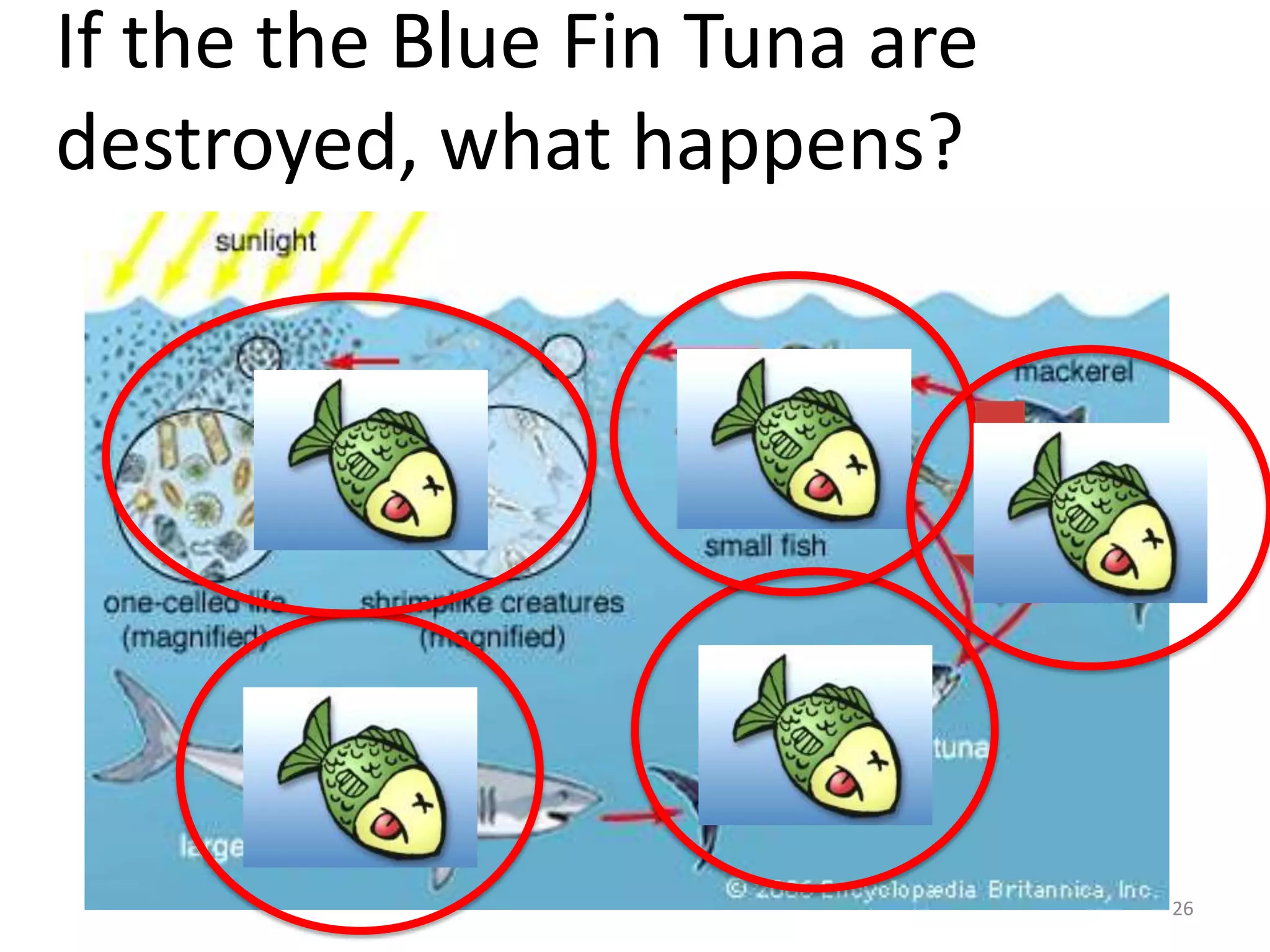 Overfishing the Blue Fin Tuna in Japan | PPTX | Fishing Sports | Sports