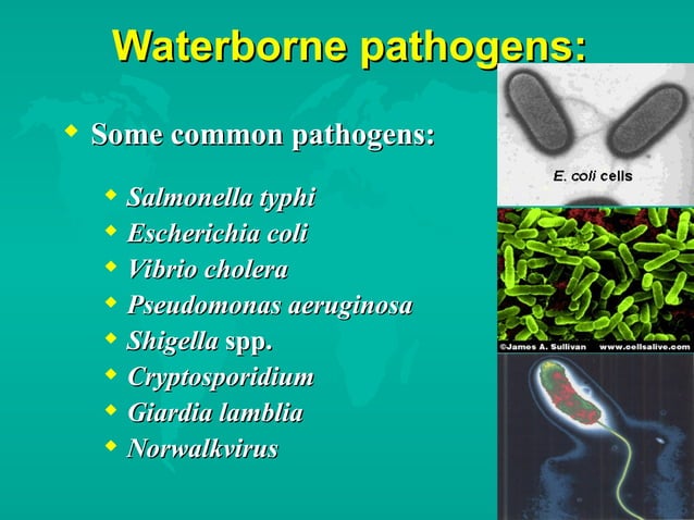 water microbiology.ppt for undergraduate | PPT