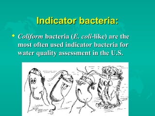 water microbiology.ppt for undergraduate | PPT | Chemistry | Science