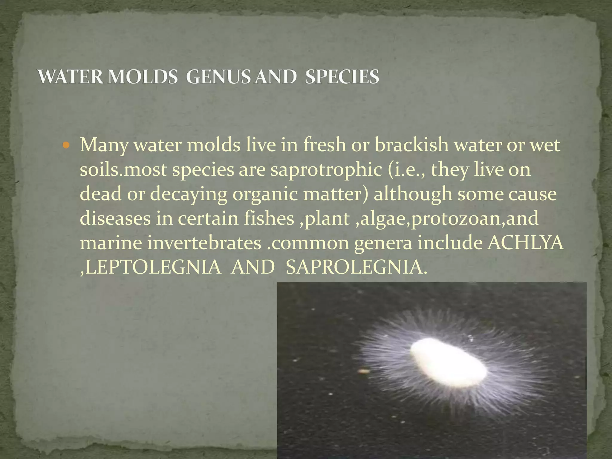 WATER MOLDS BP221507 NANDHINI.pptx | Biological Sciences | Science