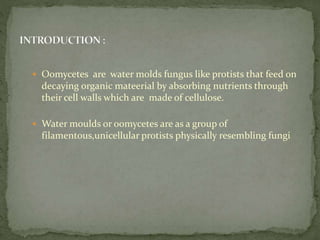 WATER MOLDS BP221507 NANDHINI.pptx | Biological Sciences | Science