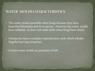 WATER MOLDS BP221507 NANDHINI.pptx | Biological Sciences | Science